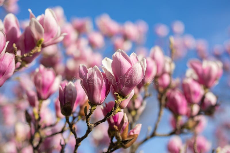 Detail of Blooming Magnolia Tree in Spring Stock Photo - Image of ...