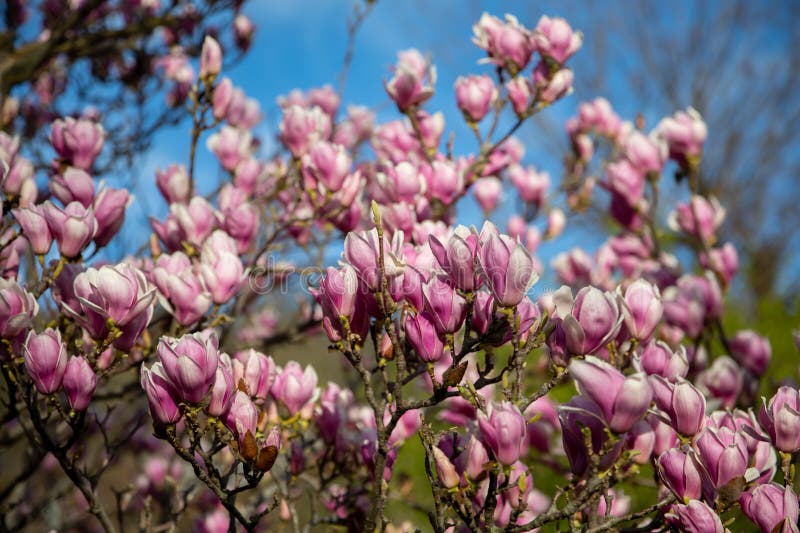 Detail of Blooming Magnolia Tree in Spring Stock Photo - Image of ...