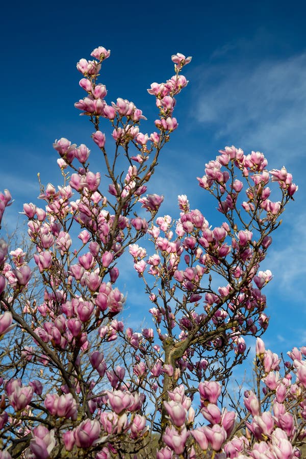 Detail of Blooming Magnolia Tree in Spring Stock Image - Image of bloom ...