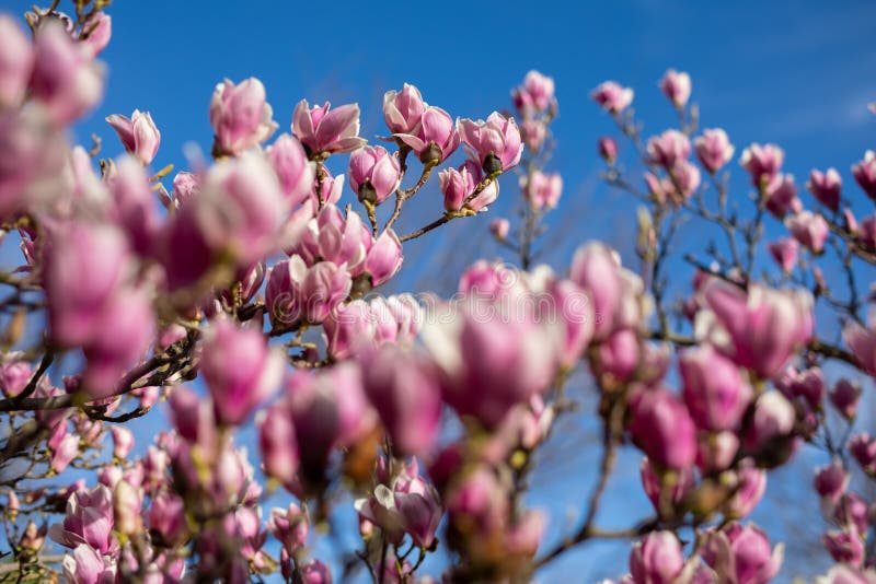 Detail of Blooming Magnolia Tree in Spring Stock Image - Image of ...