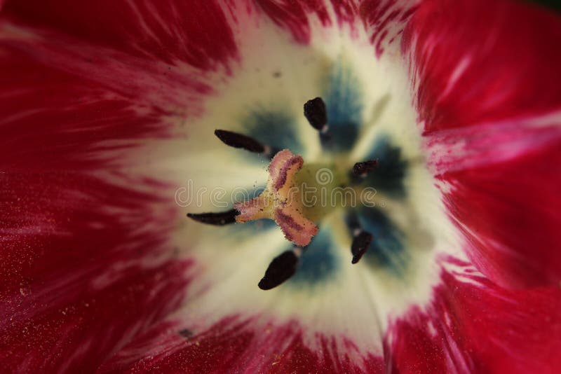 Tulip, stock photo. Image of tulip, pollen, blossom, plant - 97977108