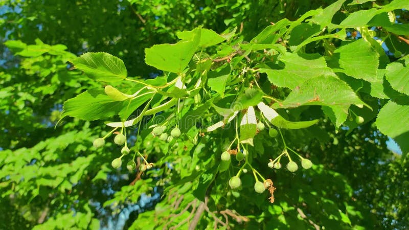 Tilia Cordata Tree Branch with Linden Flower Buds and Green Lush Leaves ...