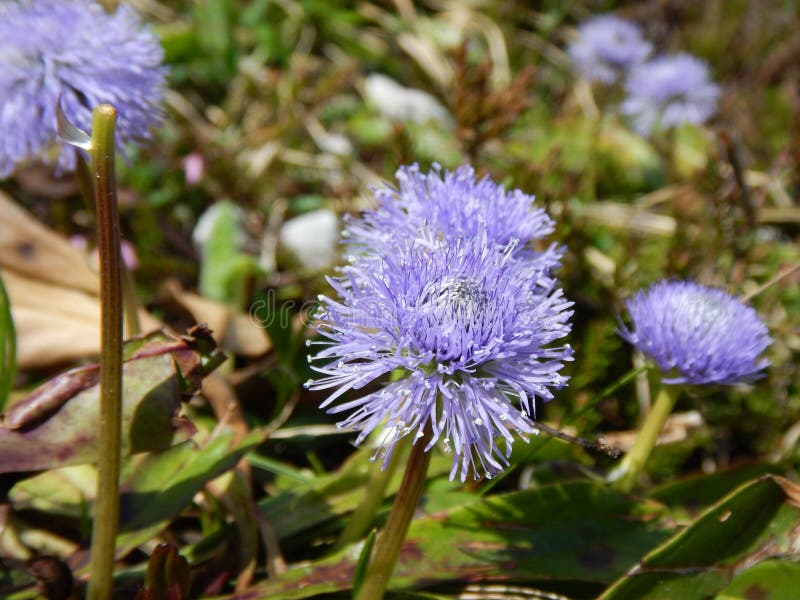 Detail of a Blue Alpine Flower Stock Photo - Image of green, european ...