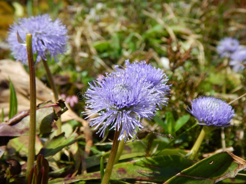 Detail of a Blue Alpine Flower Stock Photo - Image of forest, grow ...