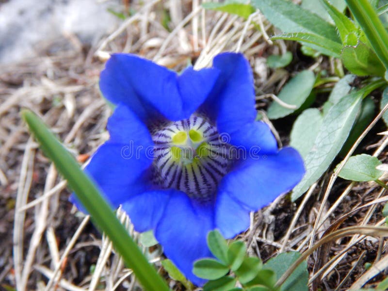 Detail of a Blue Alpine Flower Stock Photo - Image of flower, green ...