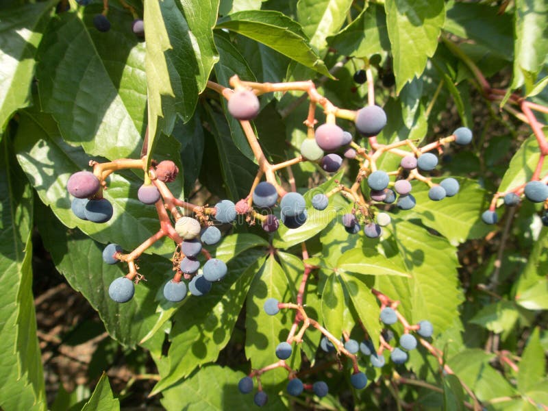 Blue Autumn Berry on a Tree Stock Image - Image of fruit, foliage ...