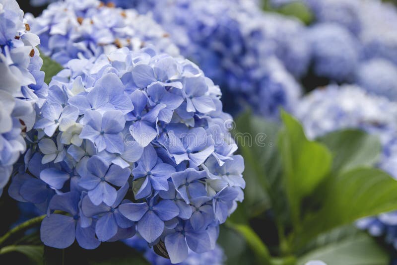 Detail of Blue Hortensia Flowers Stock Image - Image of color ...