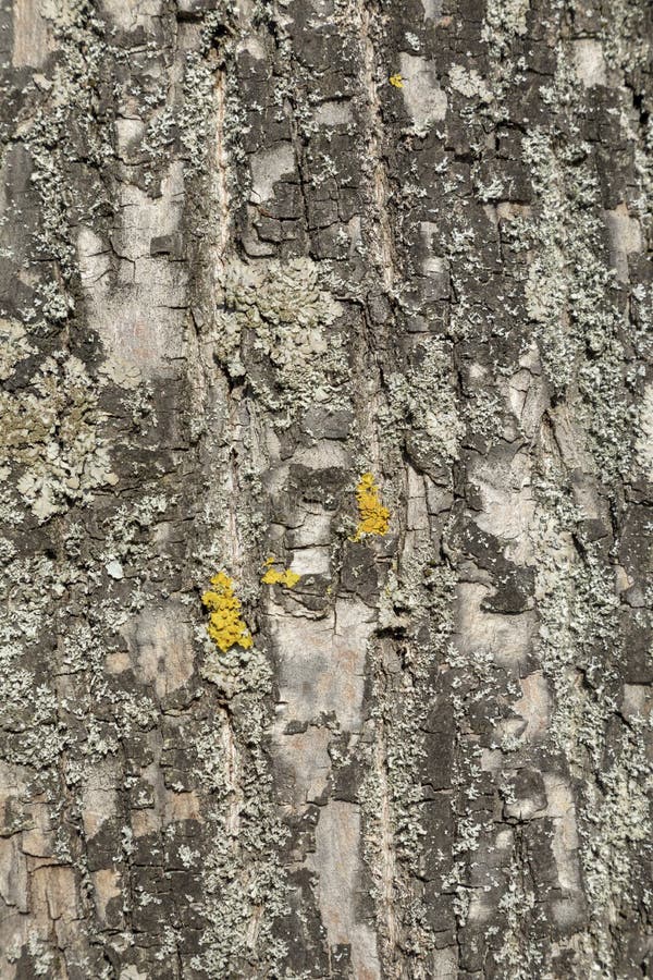 Detail of Bork with Moss in Winter Stock Photo - Image of bark, icon ...