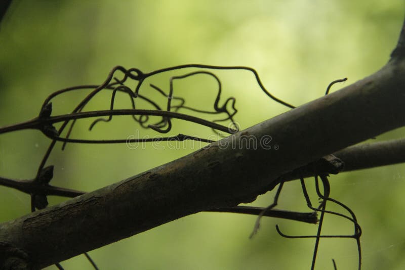 Detail of the bough stock photo. Image of bough, leaf - 43146814