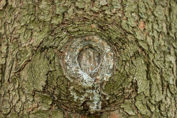 Detail of a Branch Cut Off on a Tree Trunk Stock Image - Image of ...