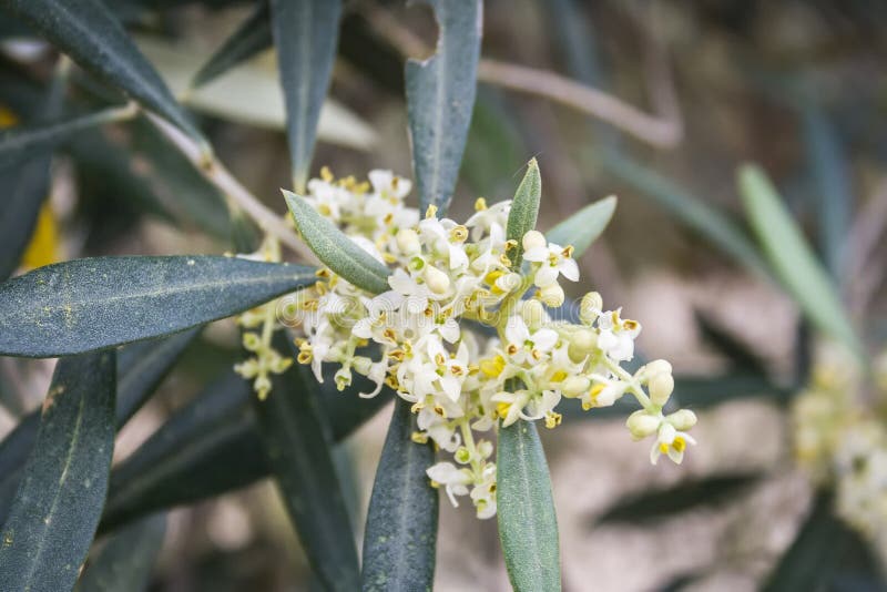 Detail of a Branch of Olive Tree in Flowering during Spring Stock Image ...