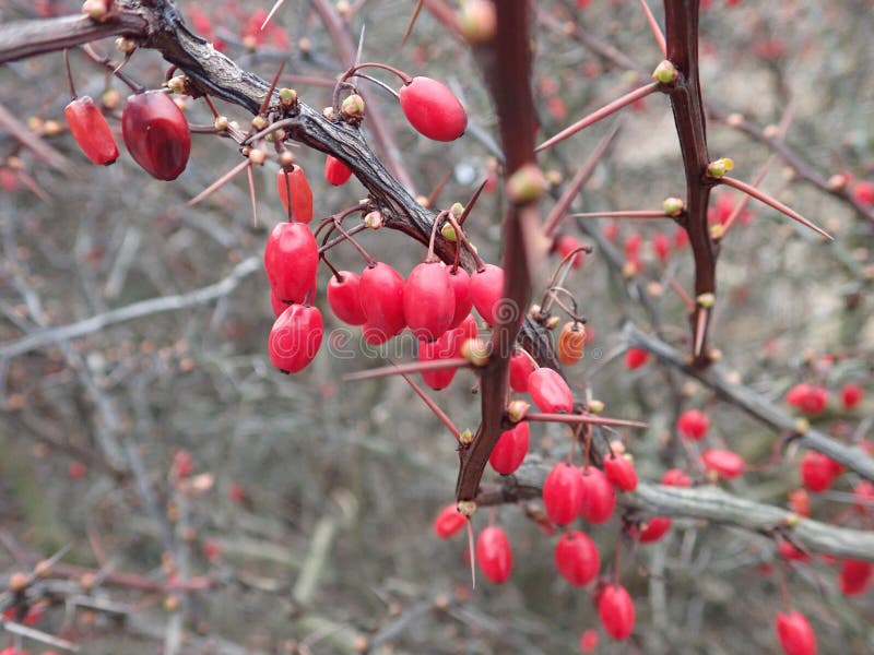 Detail of a Branch with Red Berries Stock Image - Image of european ...