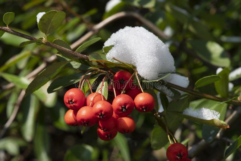 Red bay under the snow stock image. Image of forest - 210362259
