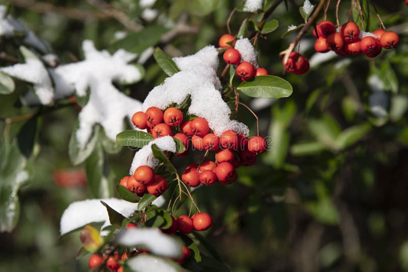 Red bay under the snow stock photo. Image of garden - 210362262