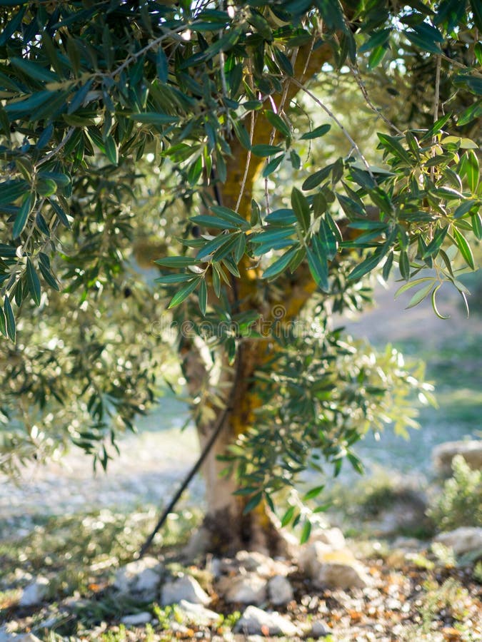Detail of the Branches of an Olive Tree Stock Photo - Image of branch ...