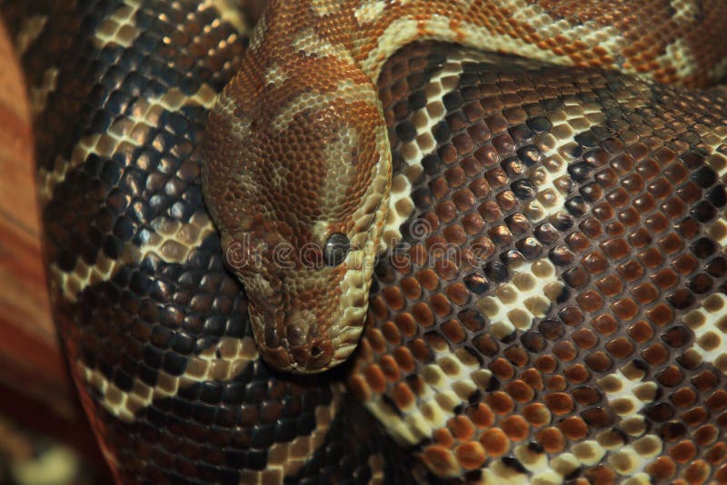Bredl python stock image. Image of carpet, detail, animal - 109061157