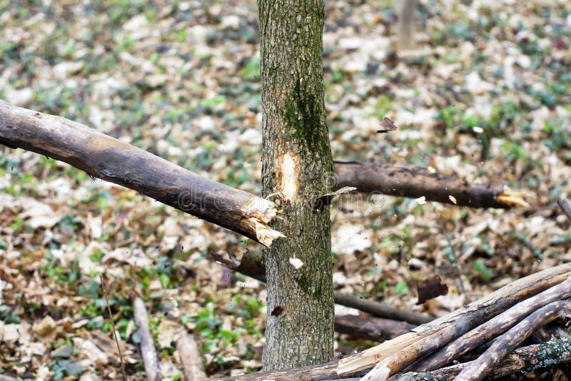 Detail of Broken Branch for Storm Destruction a Stock Photo - Image of ...