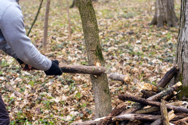 Detail of Broken Branch for Storm Destruction a Stock Photo - Image of ...