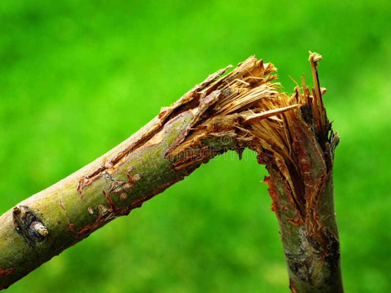 Broken Branch on Tree Limb Plant Cracked Stock Photo - Image of ...