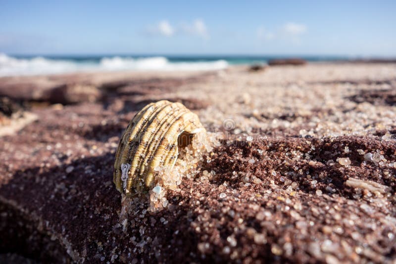 Detail of a Broken Shell on a Stone in Kalbarri National Park in ...