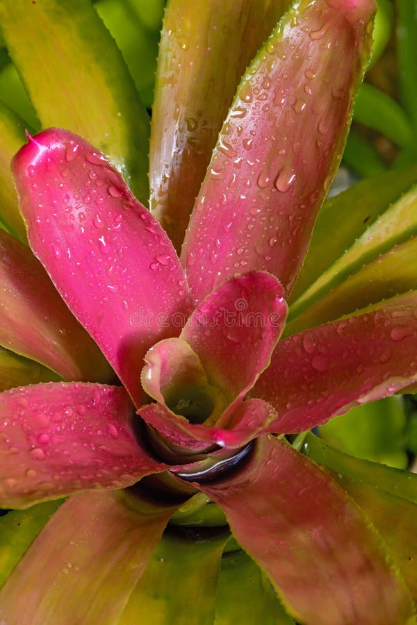 Detail of bromelia stock photo. Image of brazil, bromelia - 87332312