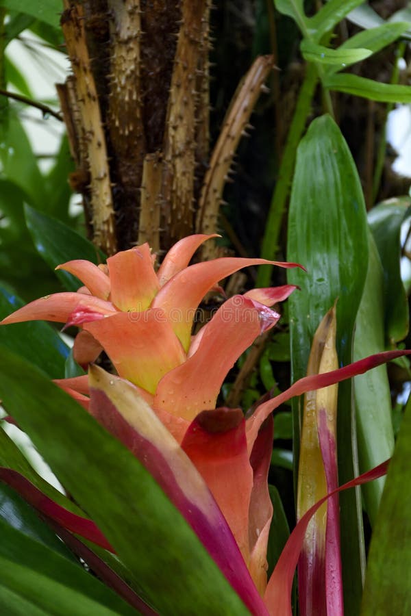 Detail of bromelia stock photo. Image of garden, foliage - 87332500