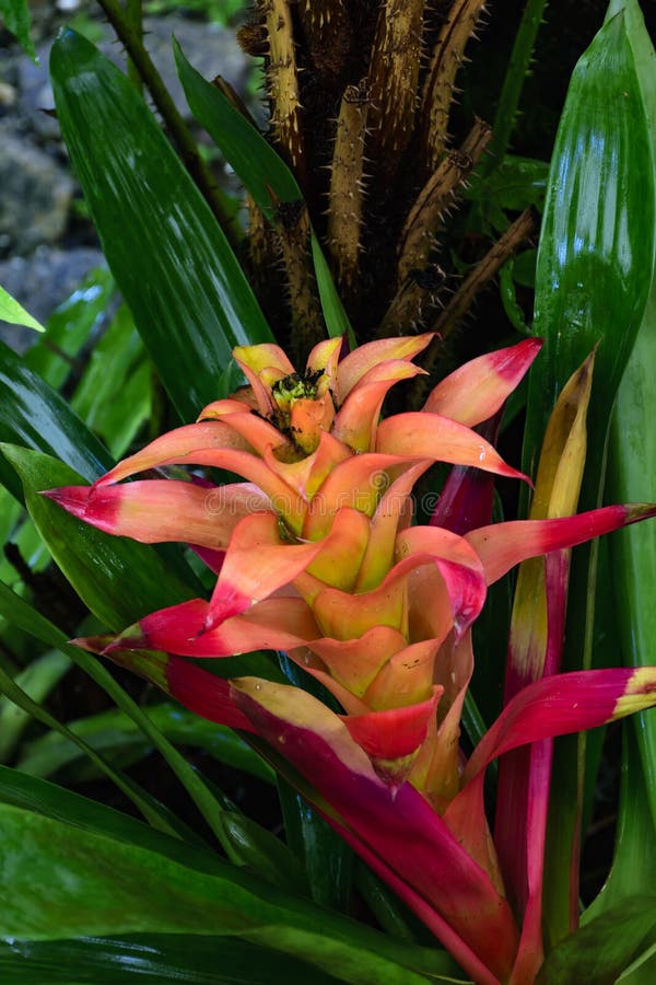 Detail of bromelia stock photo. Image of green, blossom - 87332136