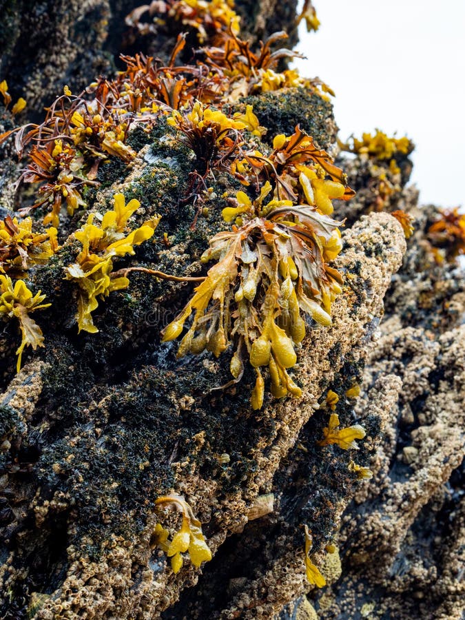 Brown Algae Phaeophyceae on the Rocks at Low Tide in Galicia Spain ...