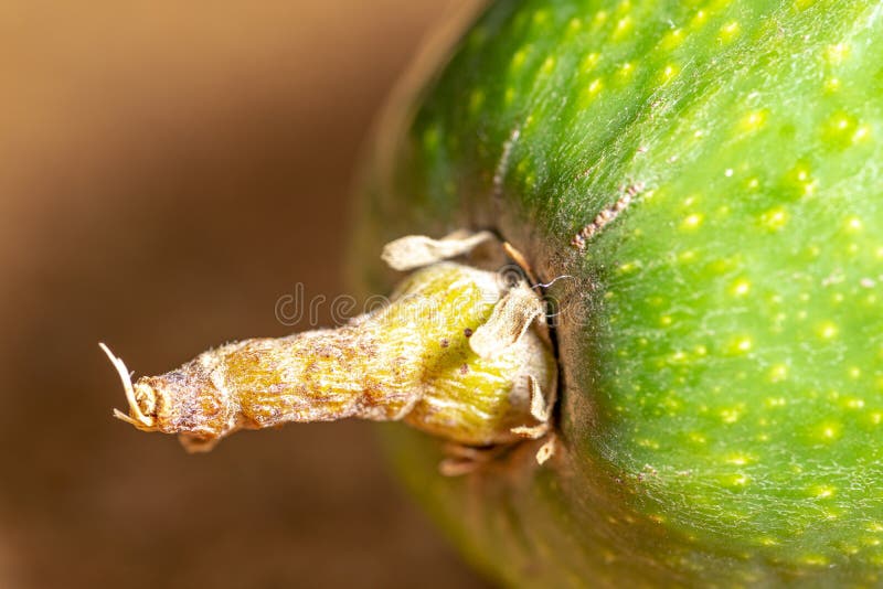 Detail of the Brown Dry Peduncle of a Green Avocado Stock Photo - Image ...