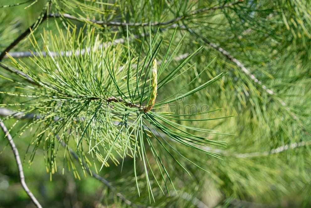 Detail of Budding Pine Needles in Spring. Stock Image - Image of spring ...