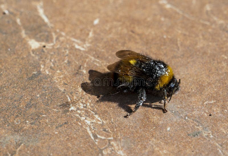 Detail of Bumblebee with White Powder on Its Body Stock Image - Image ...