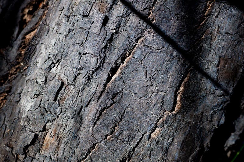 Detail Of The Burnt Bark Of A Tree Black Charred By Fire Stock Image ...