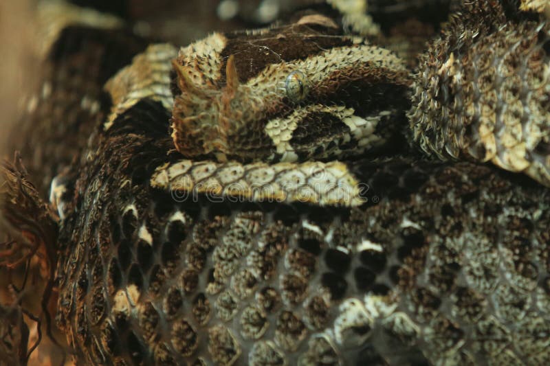 Butterfly viper stock image. Image of detail, viper - 343435407