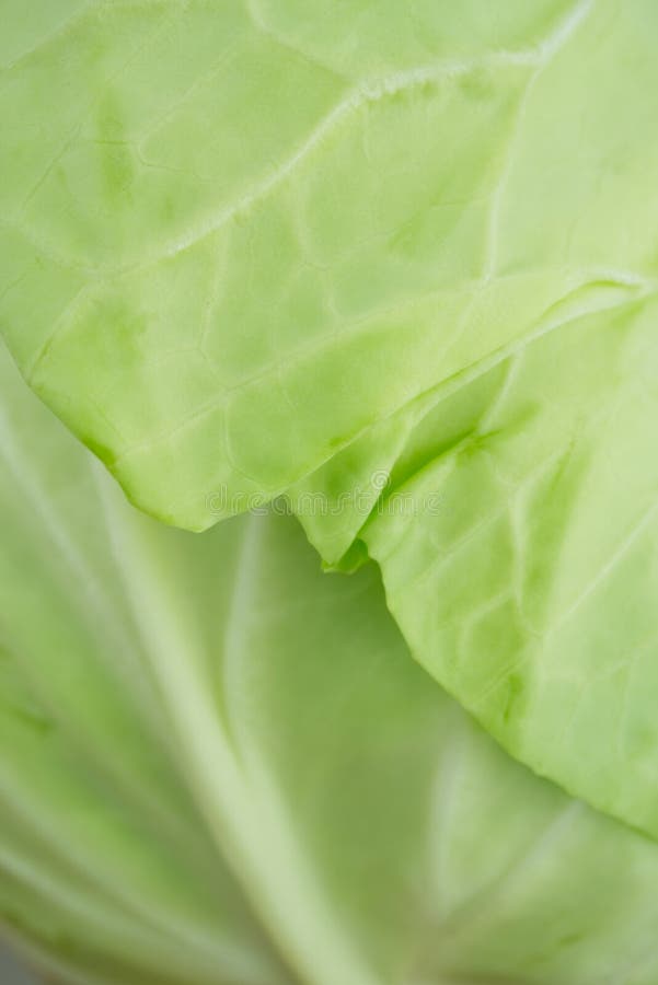 Detail of Cabbage Leaf in Full Frame Stock Photo - Image of vegetable ...