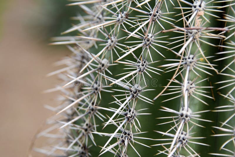 Detail of cactus needles stock photo. Image of cactus - 139034908