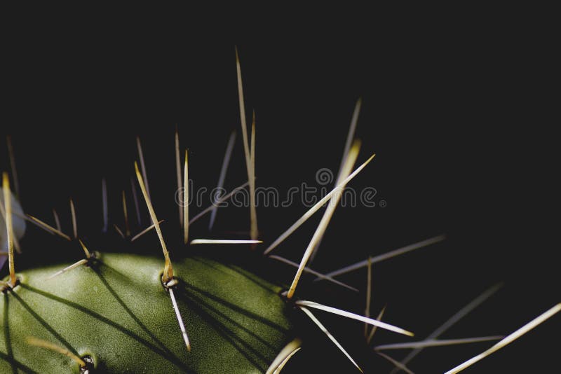 Detail of Cactus Plant with Long and Sharp Spines Stock Image - Image ...