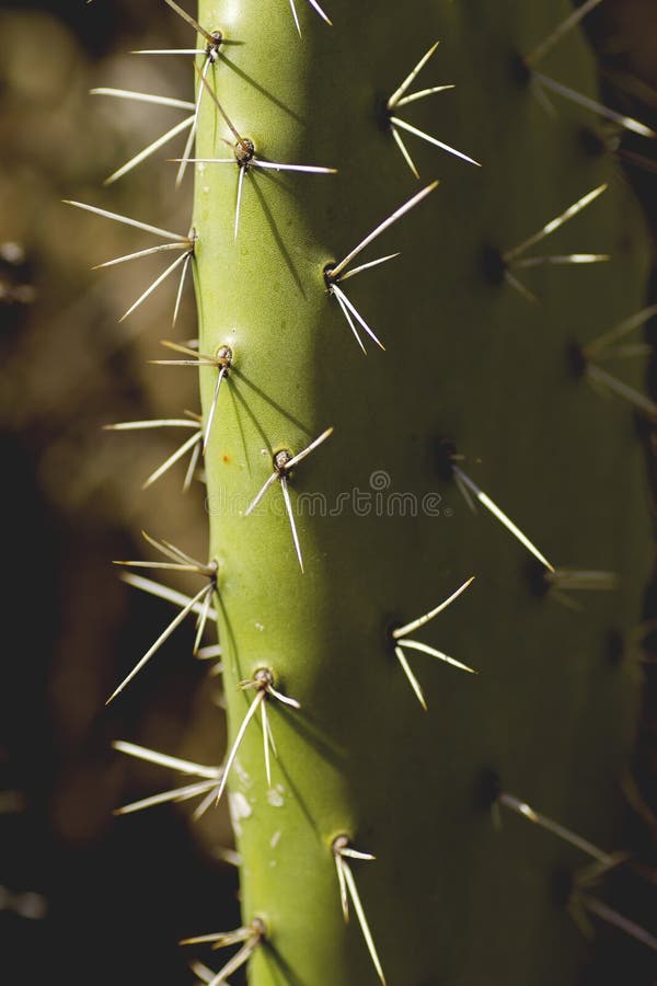 A Cactus Leaf with Sharp Spines Stock Image - Image of spines, cactus ...