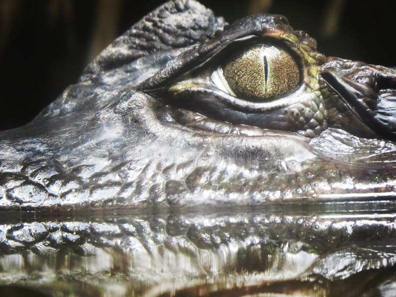 Caiman eyes stock photo. Image of macro, wild, animal - 97046410