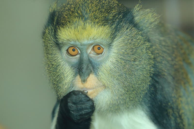 Campbell s mona monkey stock photo. Image of upper, campbelli - 28436764