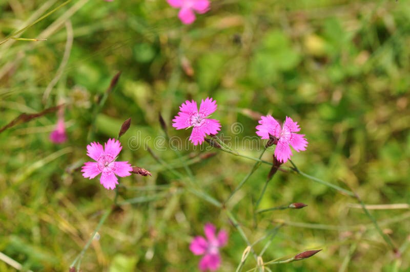 Wild carnation stock image. Image of color, colorful - 120570967