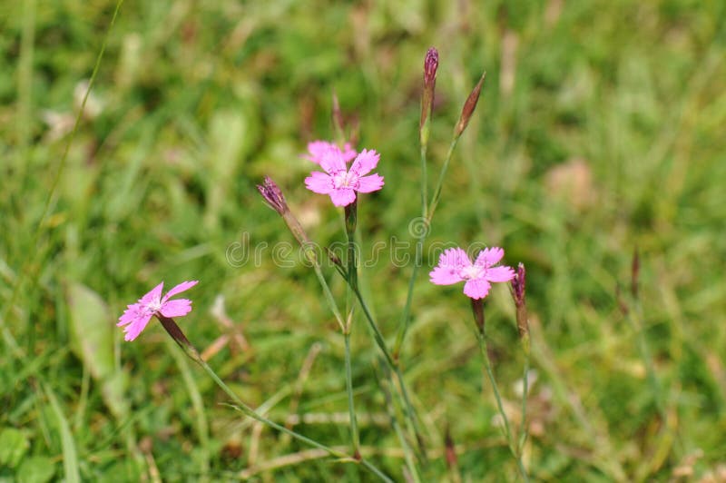 Wild carnation stock image. Image of color, fuchsia - 120570993