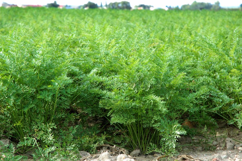 Detail of carrot patch stock photo. Image of farm, field - 16057040