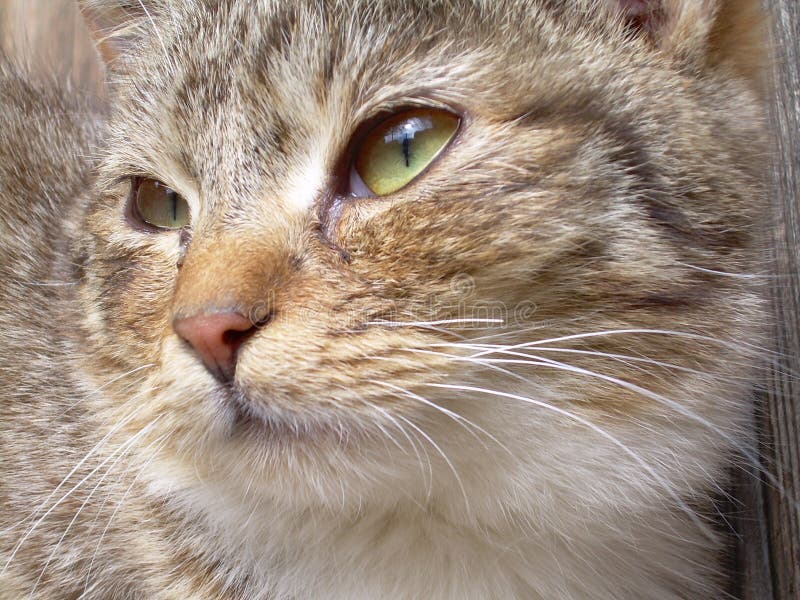 Detail of a cat`s head stock photo. Image of nose, green - 261492908