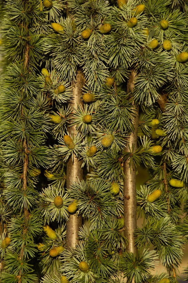 Detail of Cedar Tree stock image. Image of cedrus, tree - 290637509