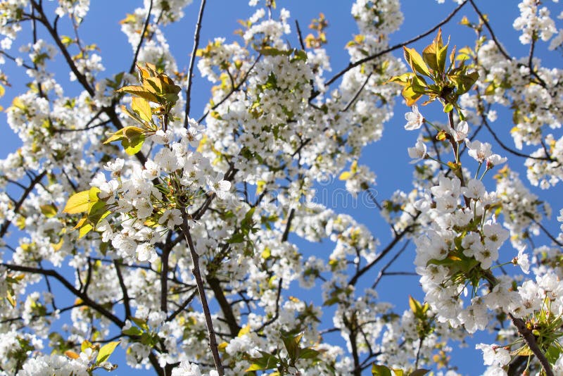 Detail of Cherry Tree Crown with Blue Sky Stock Image - Image of meadow ...