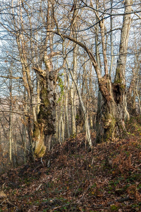 Detail of a chestnut trunk stock photo. Image of grain - 301608450