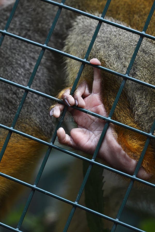 Detail of chimp hand stock photo. Image of captivation - 11294182