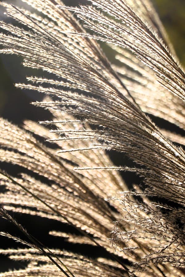 Detail of Chinese Silver Grass in Sun Stock Photo - Image of frost, orientation: 344285430