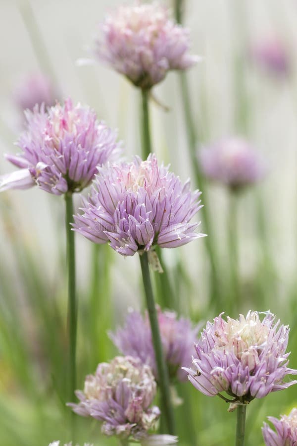 Detail of Chives Pink Flowers Stock Photo - Image of green, colorful ...