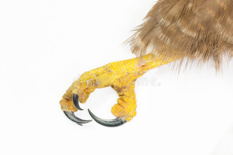 Detail of the Claw and Talons of a Red-tailed Hawk Stock Photo - Image ...